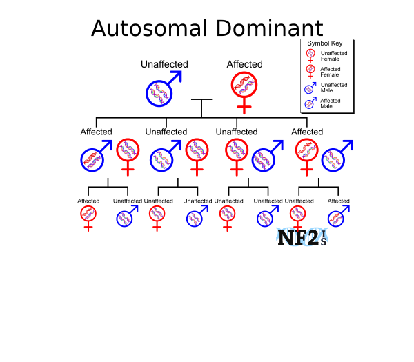 NF2 Is 